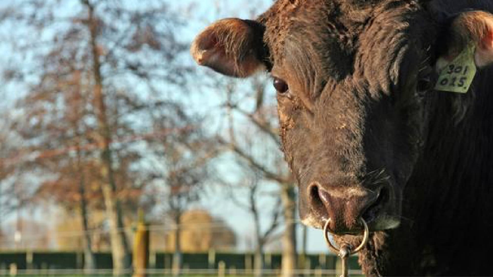 SGL Bull Semen Hereford For Irish Dairy Cow Breeding | LIC Ireland