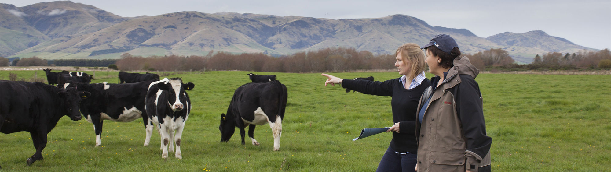 Dairy Herd | NZ Animal Evaluation | LIC Ireland Genetics