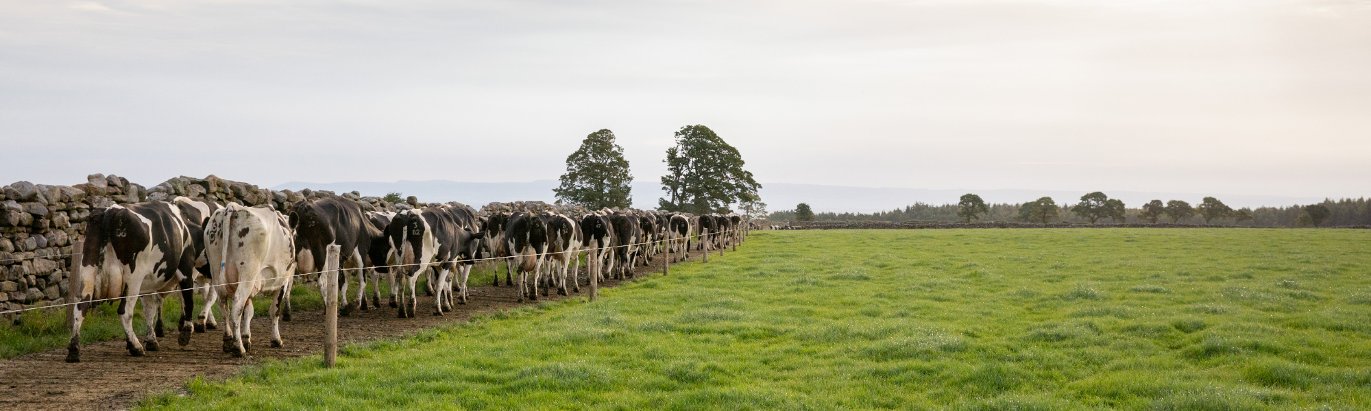 Contact LIC Ireland | Livestock Improvement Dairy Farming Solutions