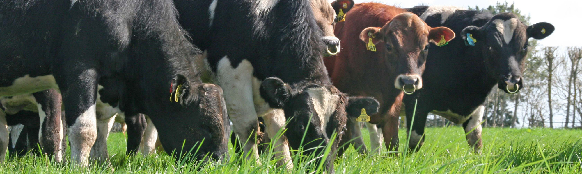 Irish Bred Bulls The Forwards Bull Team | LIC Ireland Genomic Bulls