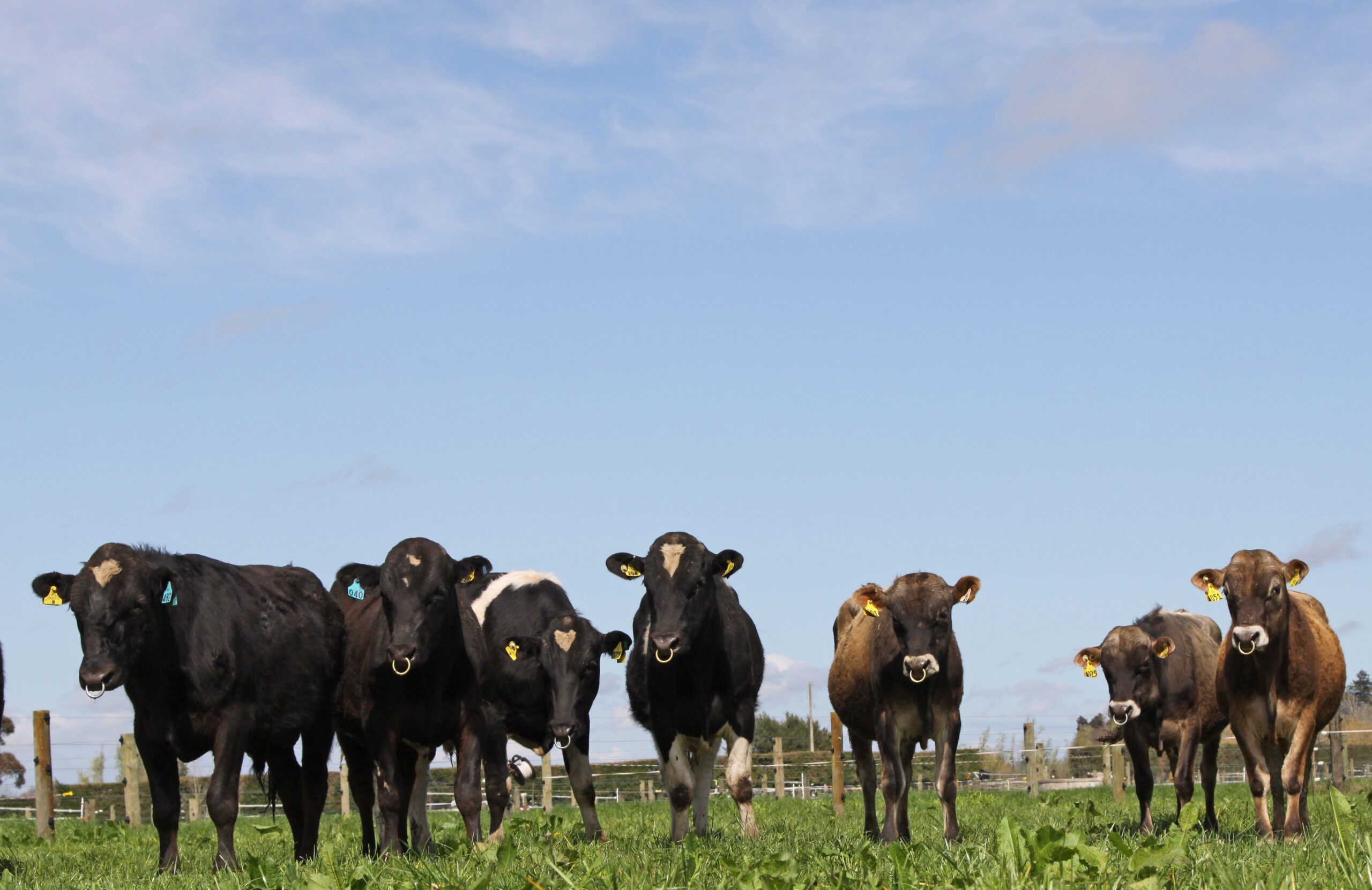 From the breeding desk • LIC Ireland