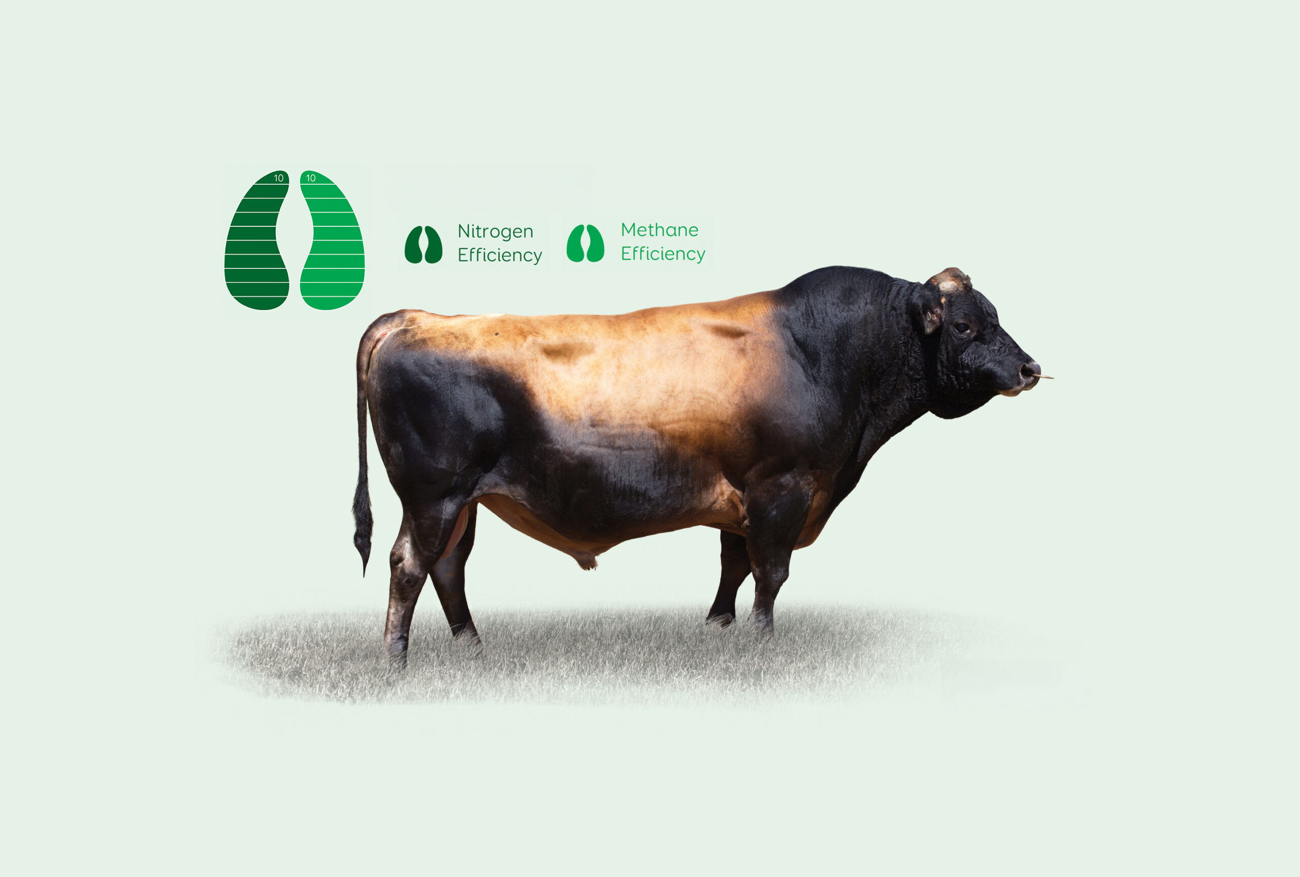 HoofPrint® index | Dairy Cow Breeding | LIC Ireland