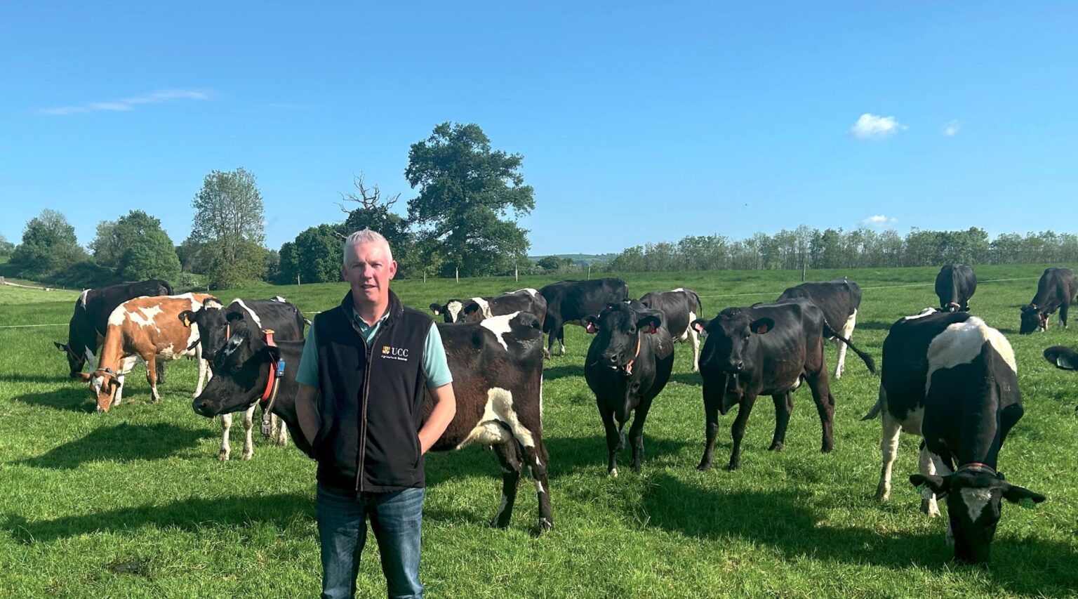 Cattle Breeding Improved Dairy Cow Milking & Farming | LIC Ireland