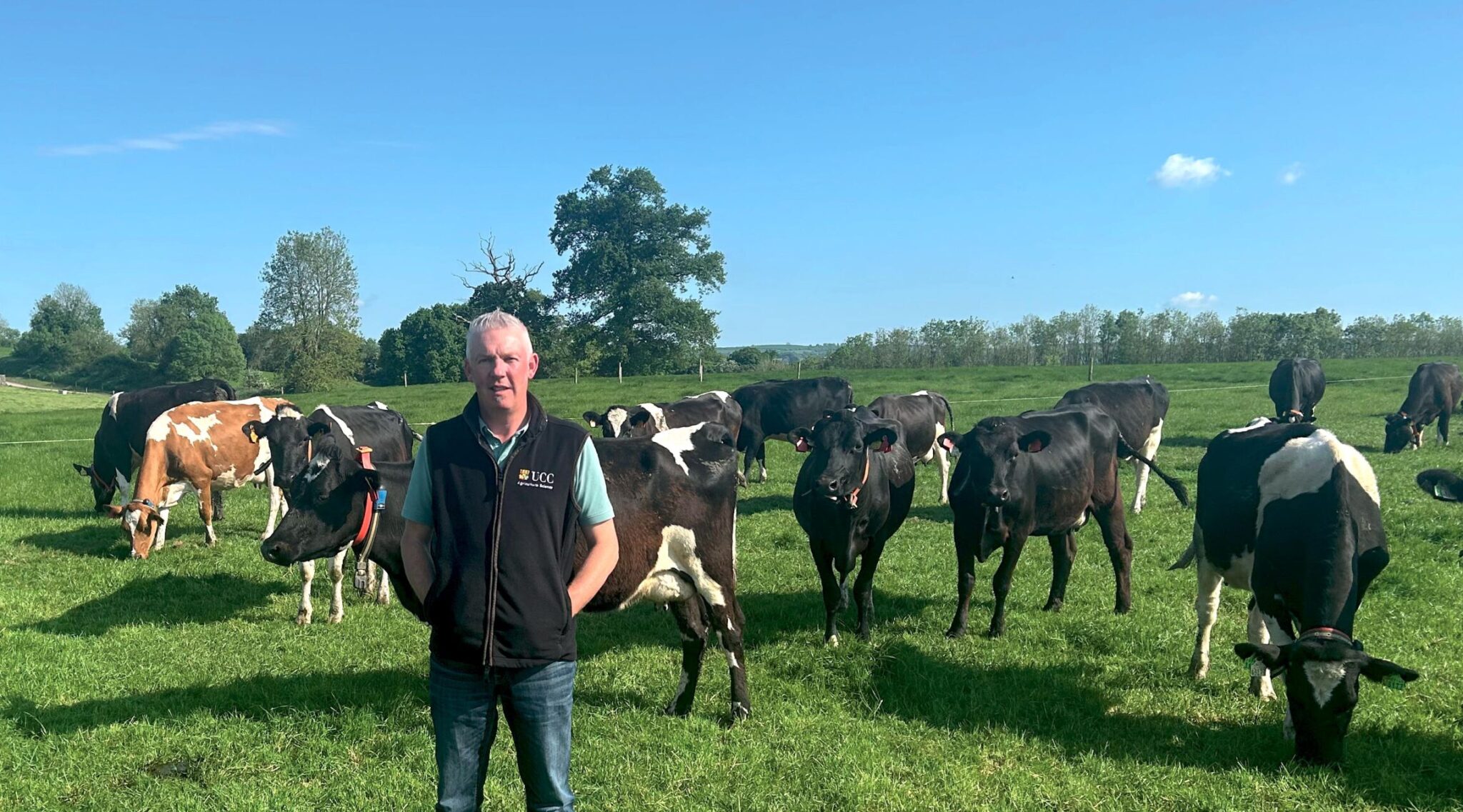 Cattle Breeding Improved Dairy Cow Milking & Farming | LIC Ireland